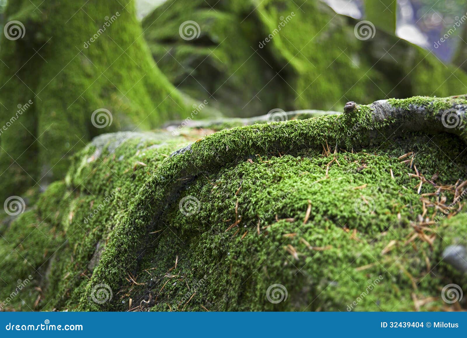 Mossy Forest Ground stock photo. Image of conservation - 32439404