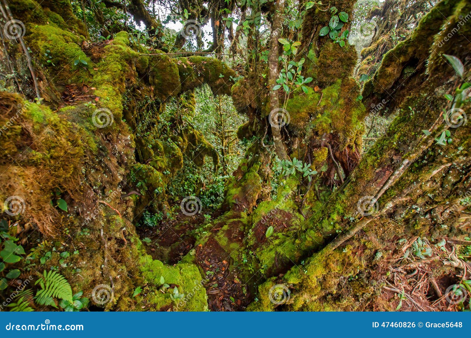 Mossy Forest stock photo. Image of hiking, highlands - 47460826