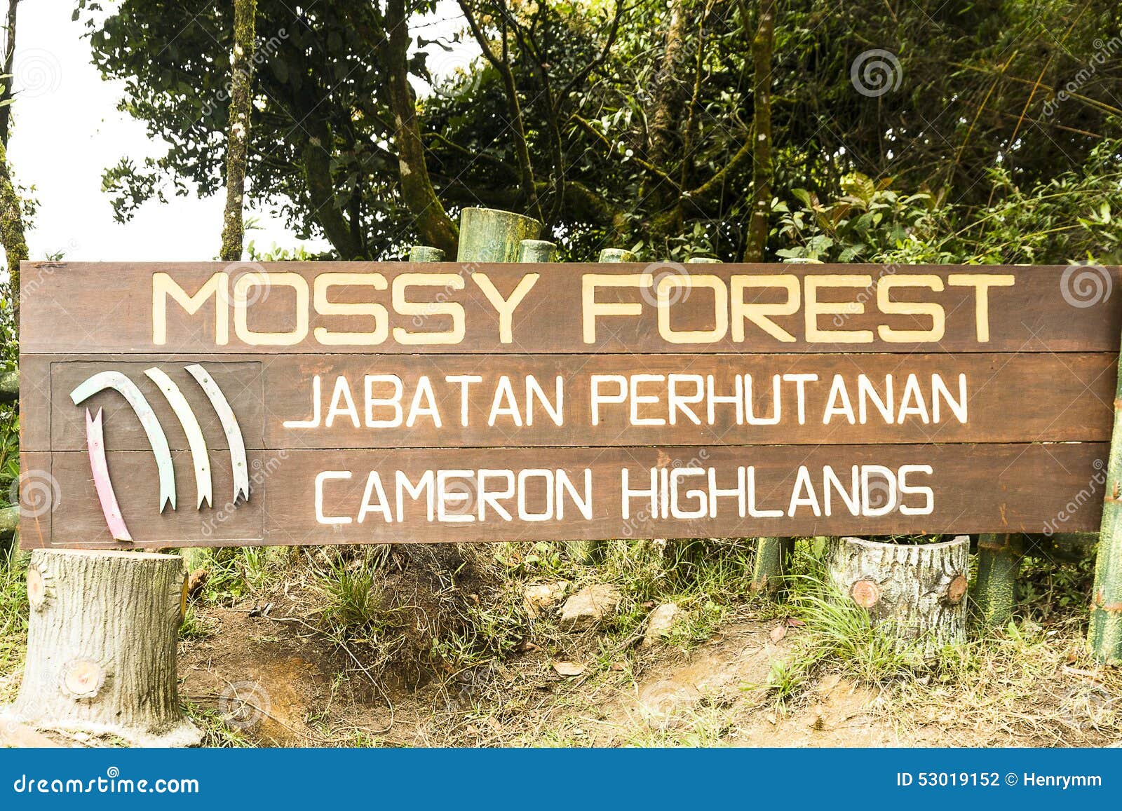 Mossy Forest Cameron Highlands Malaysia Stock Photo - Image of forest ...