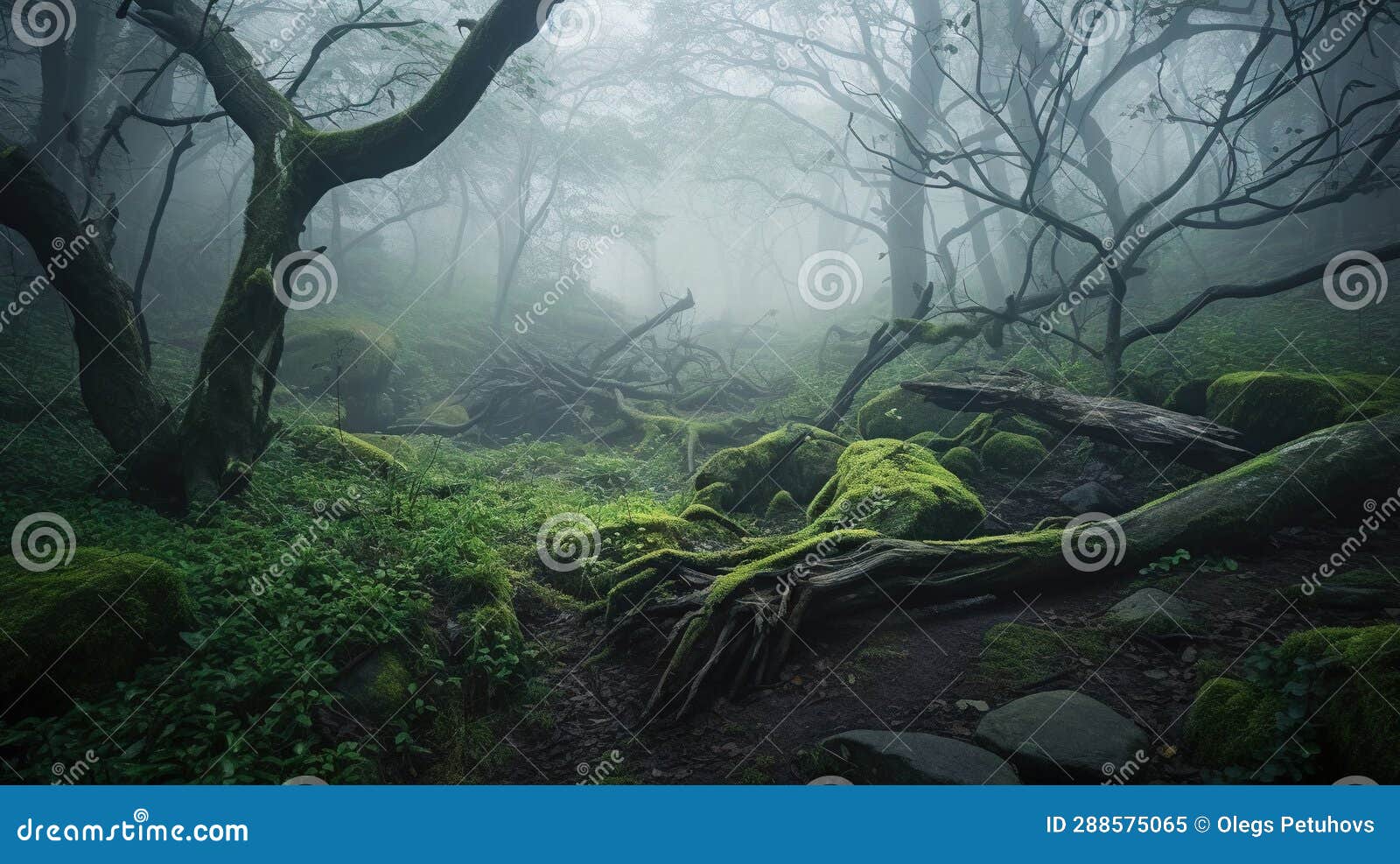 A Mossy Forest with Rocks and Trees in the Fog Stock Image - Image of ...