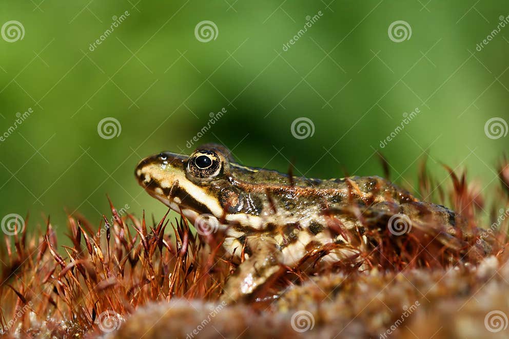 Mossy frog stock image. Image of natural, bryophyte, amphibians - 2438779