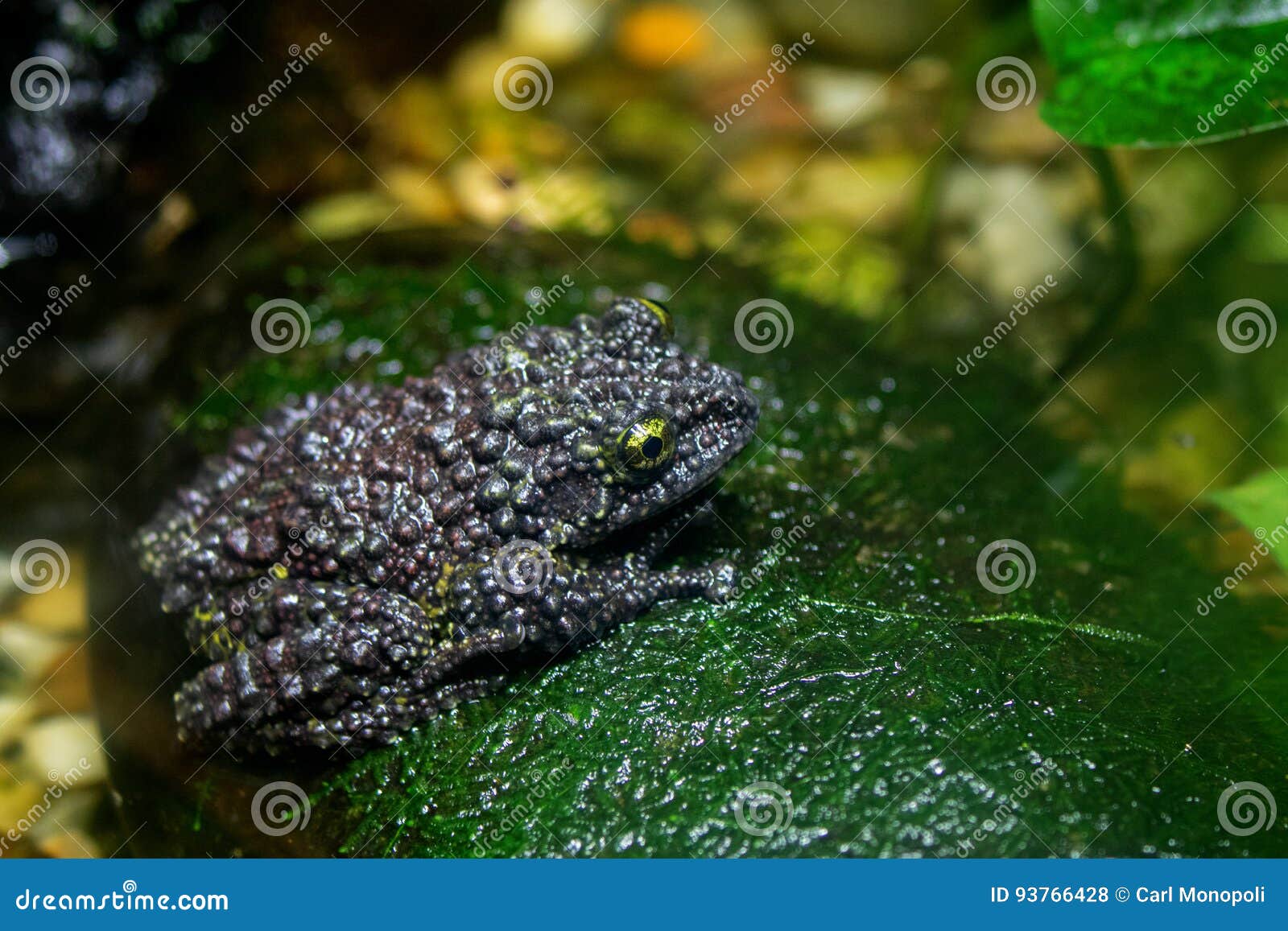 Mossy Frog, Theloderma Corticale, Also Known As A Vietnamese Mos Stock ...