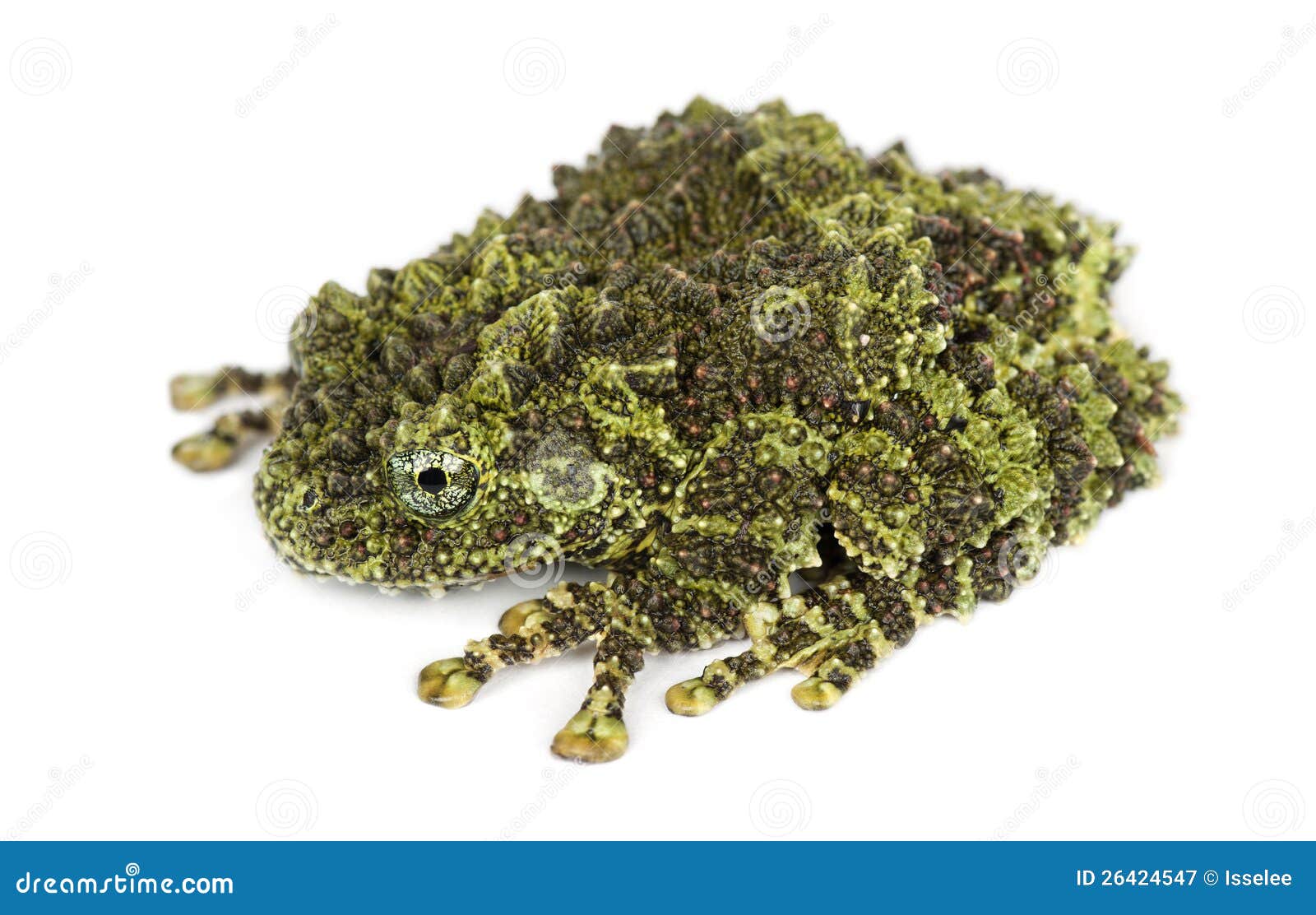 Mossy Frog, Theloderma Corticale, Also Known As A Vietnamese Mos Stock ...