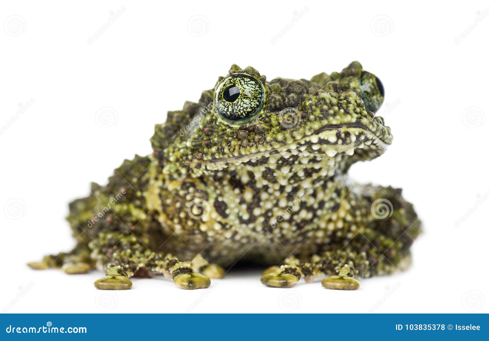 Mossy Frog, Theloderma Corticale, Also Known As A Vietnamese Mos Stock ...