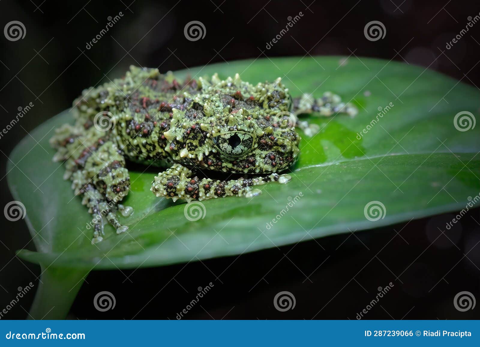 Mossy Frog (Theloderma Corticale) on Leaf Stock Photo - Image of animal ...