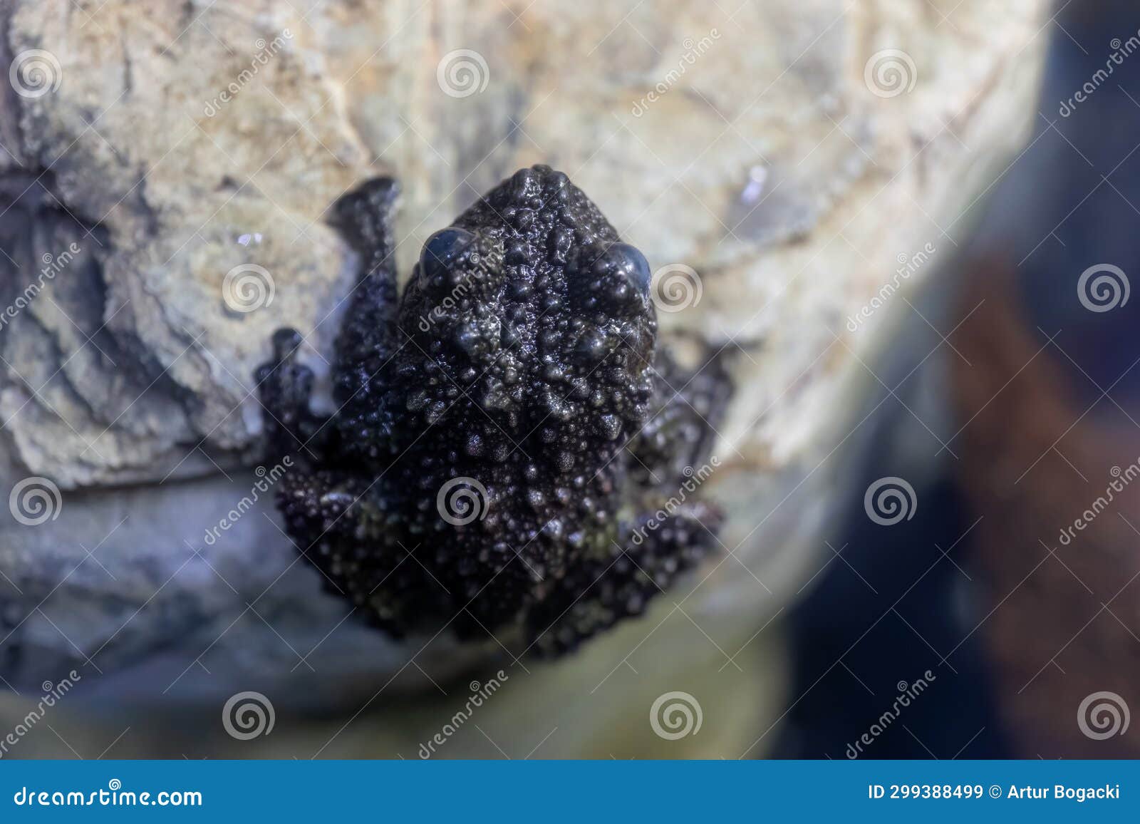 Mossy Frog Theloderma Corticale on Rock Stock Image - Image of fauna ...