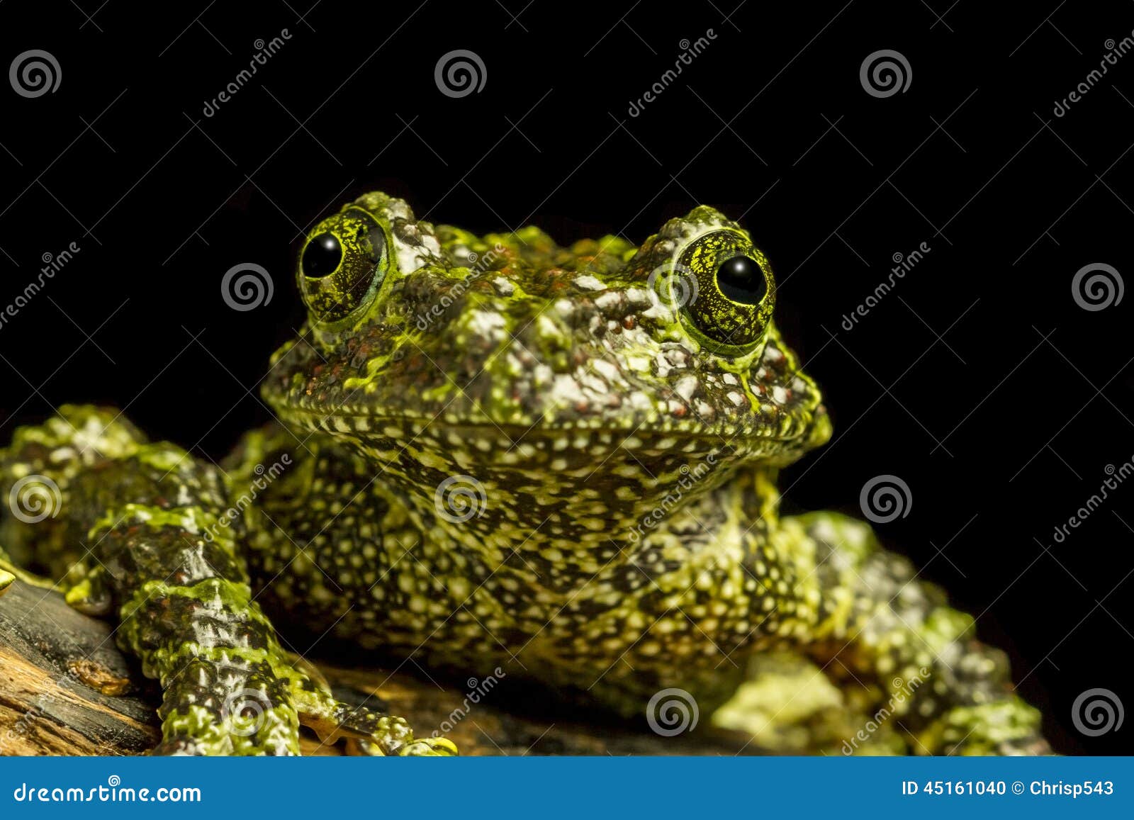 Mossy Frog (Theloderma Corticale) Stock Photo - Image of nature, mossy ...