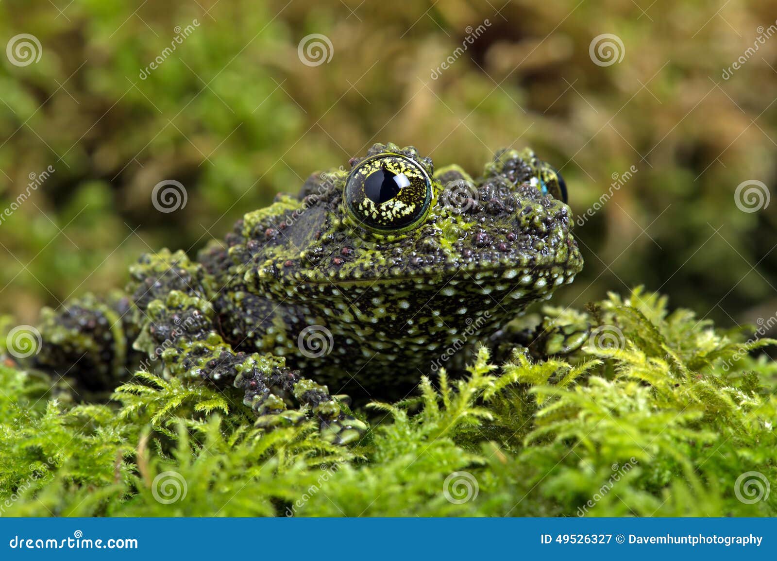 Mossy Frog, Theloderma Corticale, Also Known As A Vietnamese Mos Stock ...