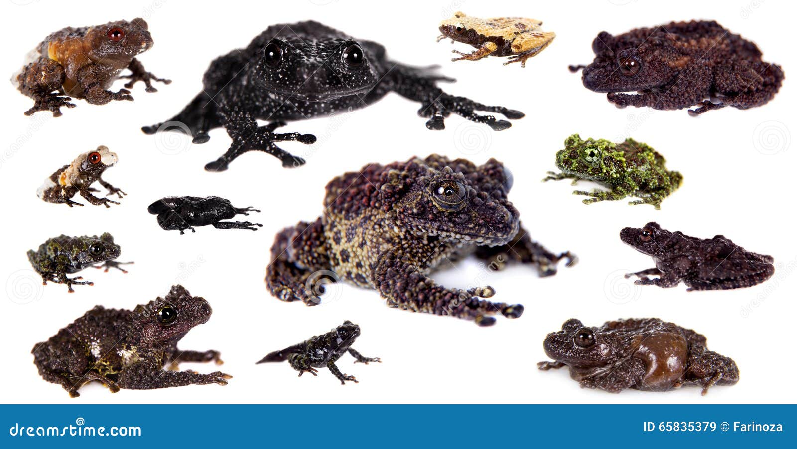 Theloderma Bicolor, Rare Spieces Of Frog On White Royalty-Free Stock ...