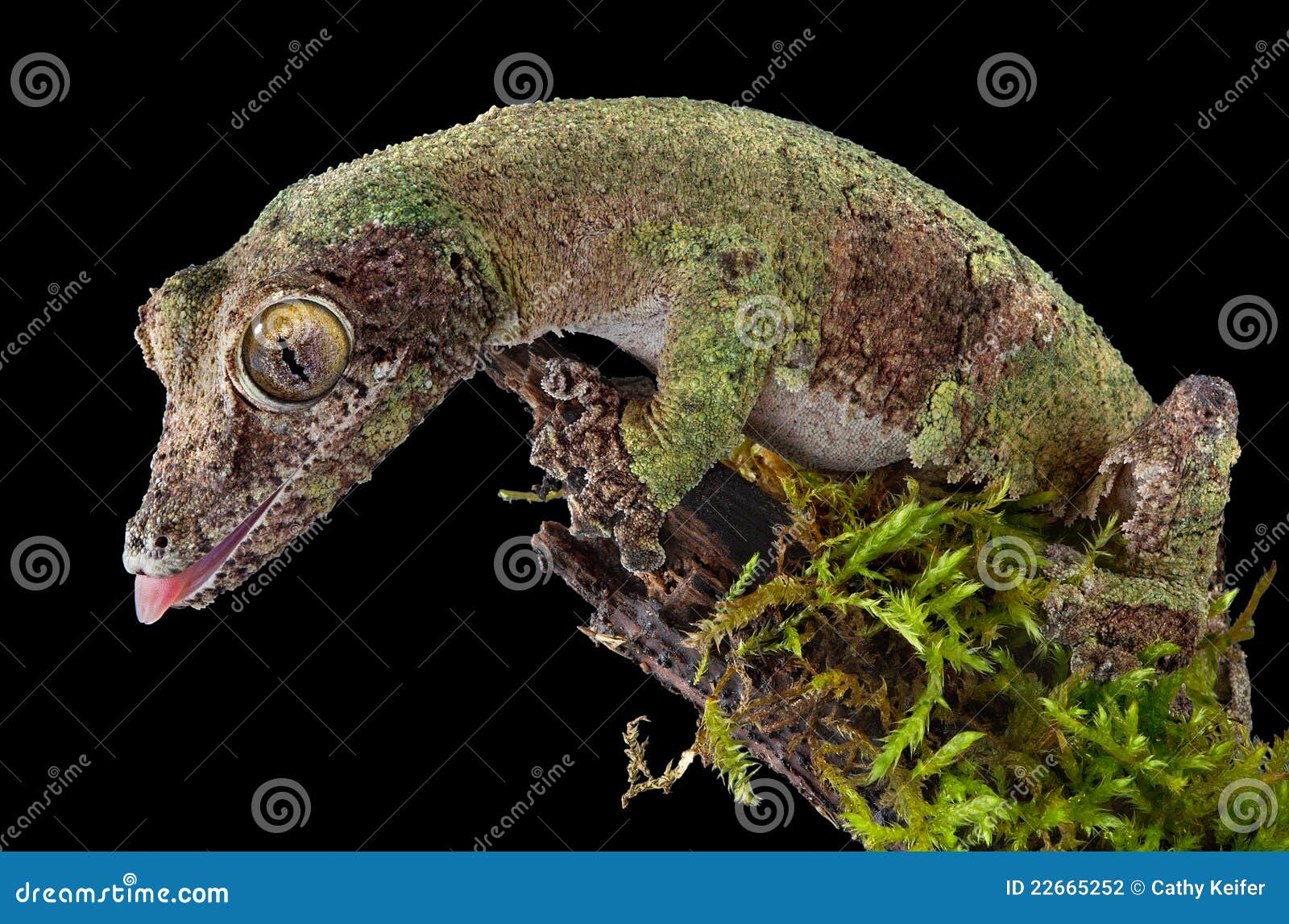 Mossy gecko on branch stock photo. Image of leaf, gecko - 22665252