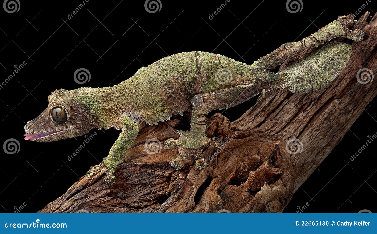 Mossy Gecko Female on Branch Stock Photo - Image of mossy, lizard: 22665130