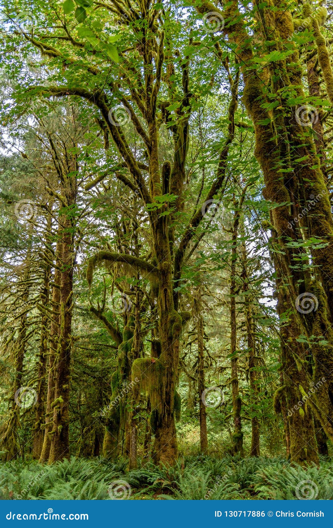 The Mossy Giants of the Pacific Northwest Stock Photo - Image of green ...