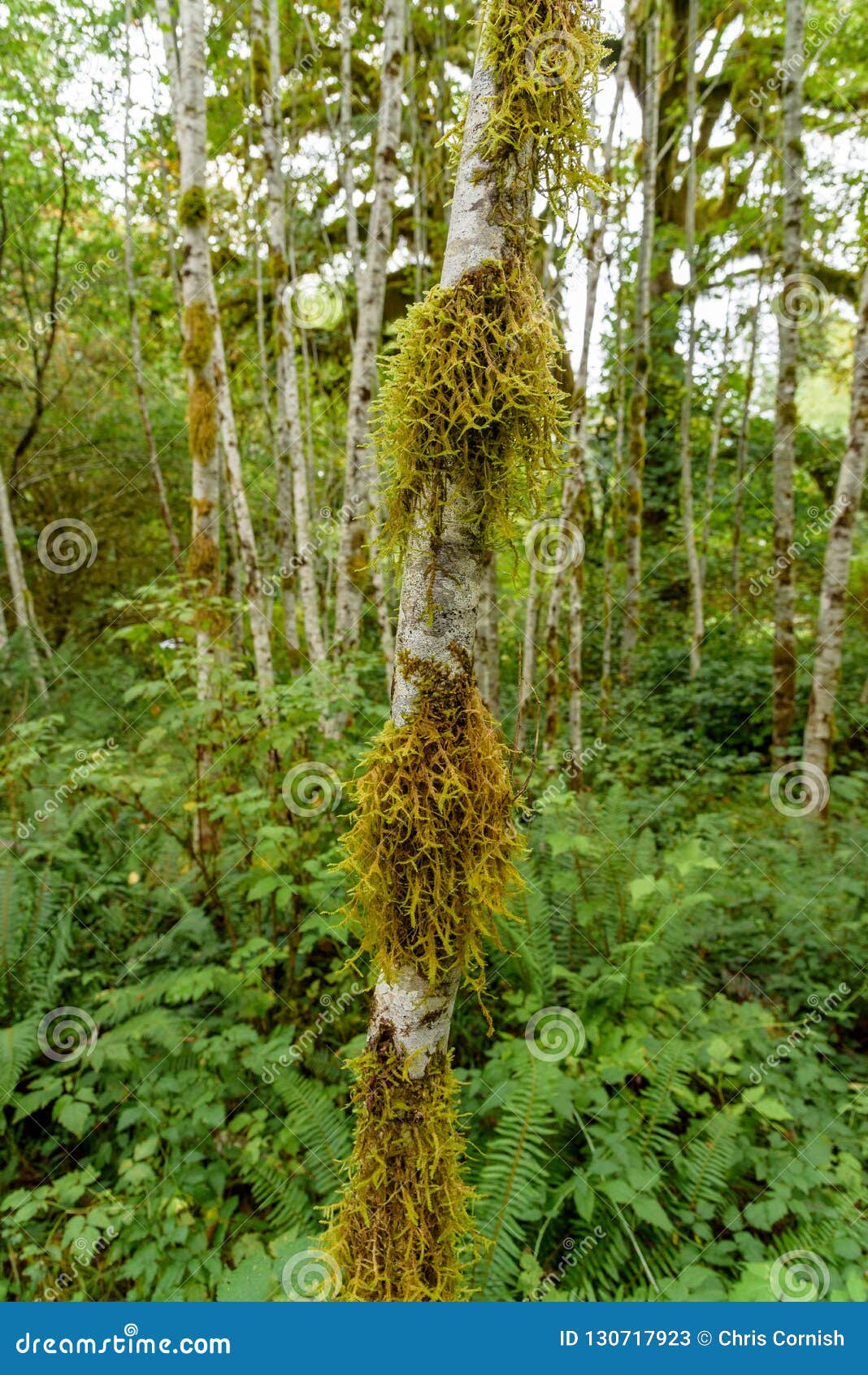The Mossy Giants of the Pacific Northwest Stock Image - Image of foret ...