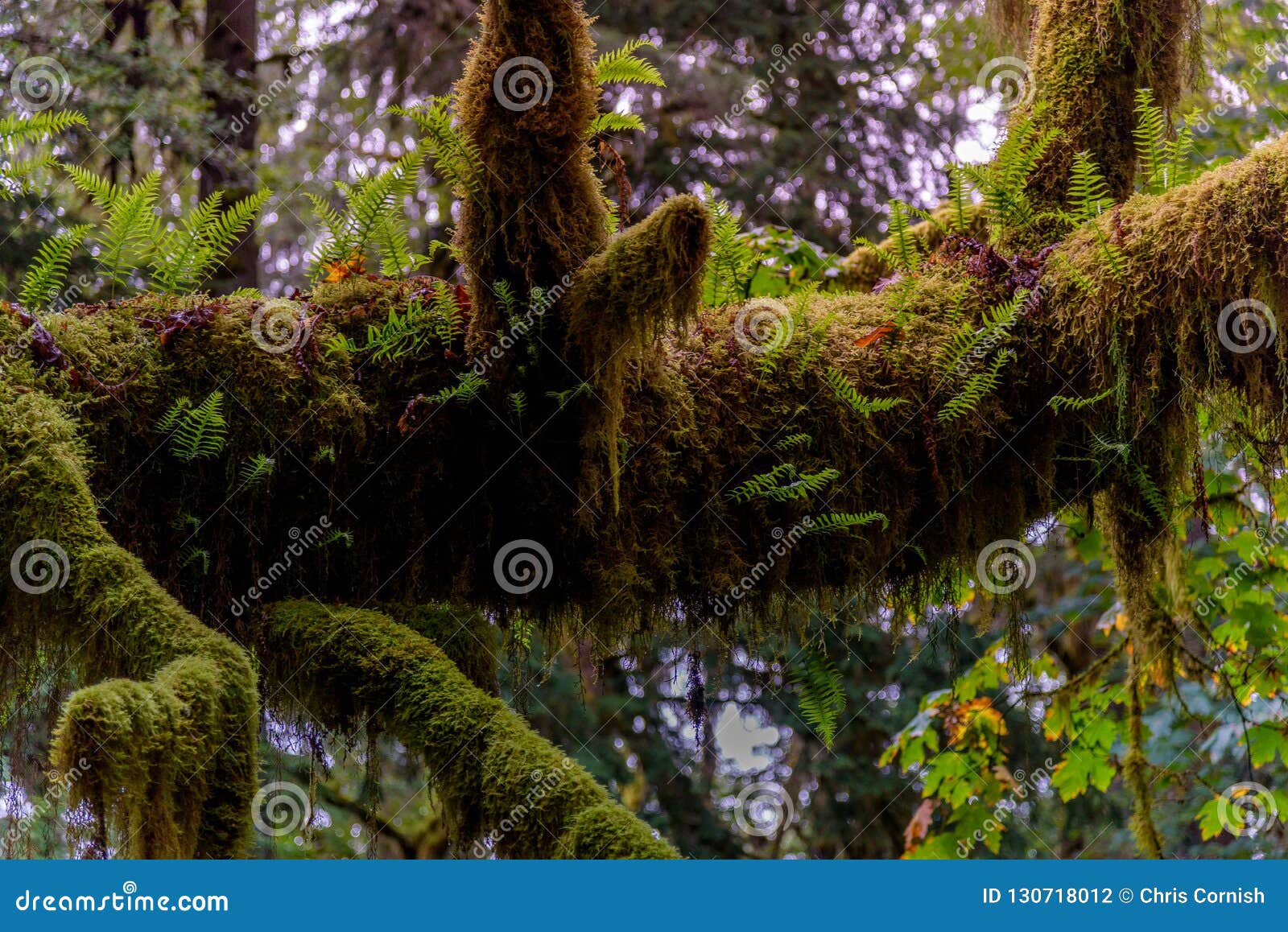 The Mossy Giants of the Pacific Northwest Stock Photo - Image of forest ...