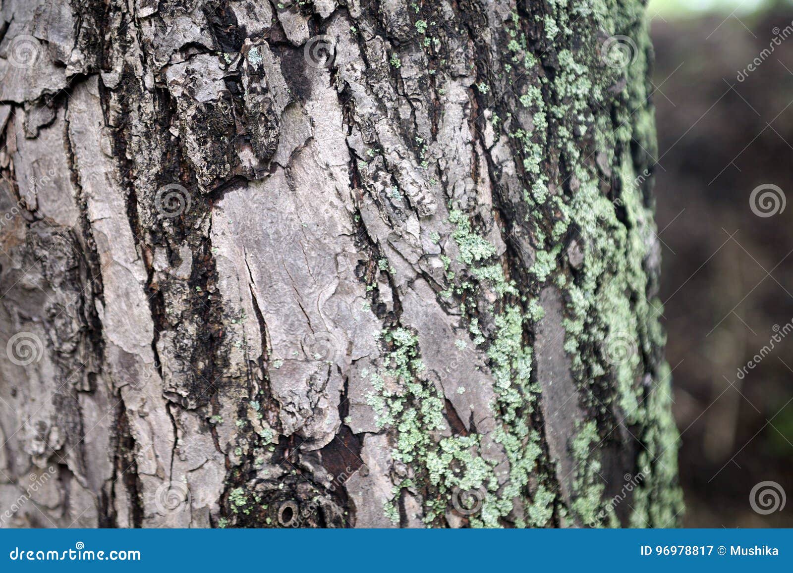 Mossy Green Gray Tree Trunk Texture Stock Image - Image of lichen ...