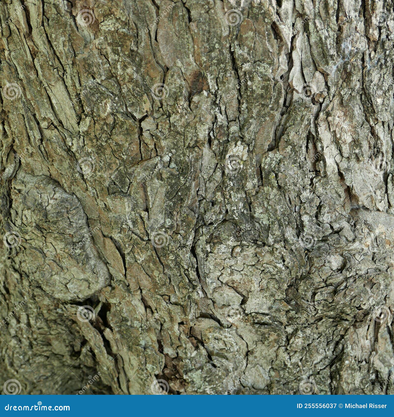 Hardwood Tree Cutting Trunk Backgrounds,natural Cut Stump Wooden ...