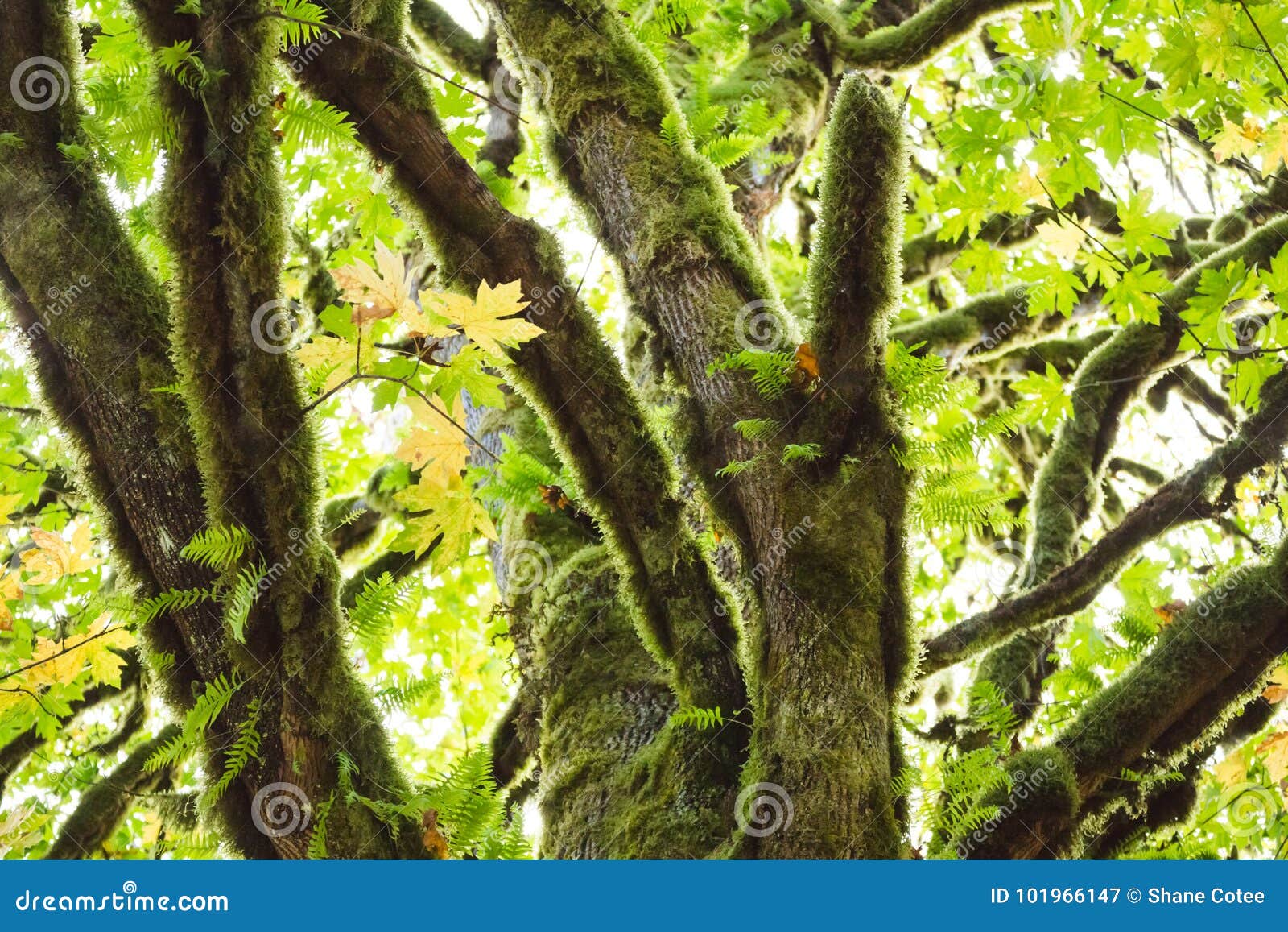 Mossy Green Tree Branches stock image. Image of ecology - 101966147
