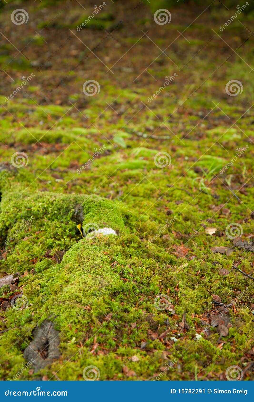 Mossy Ground stock image. Image of forest, root, focus - 15782291
