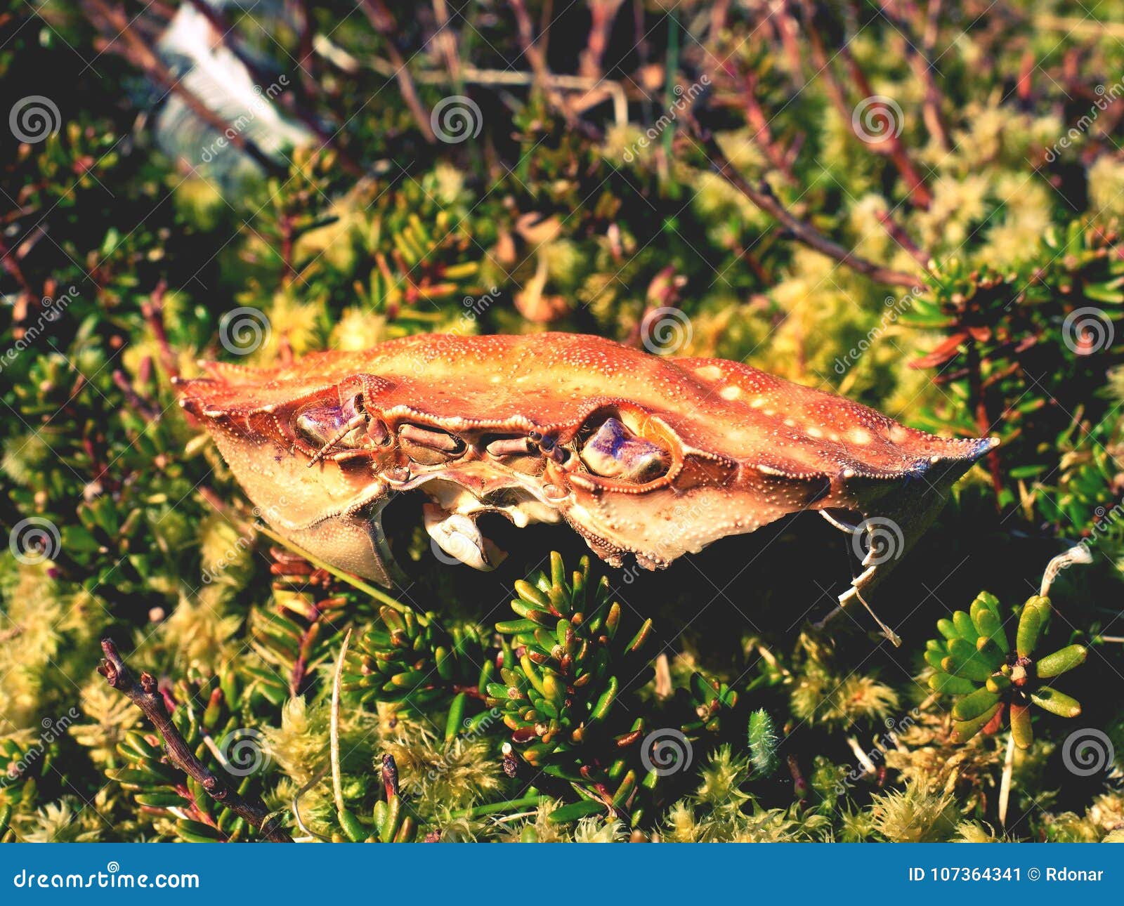 Mossy Ground with Broken Crab Armor. Empty Dry Crab Shell, the Crab ...
