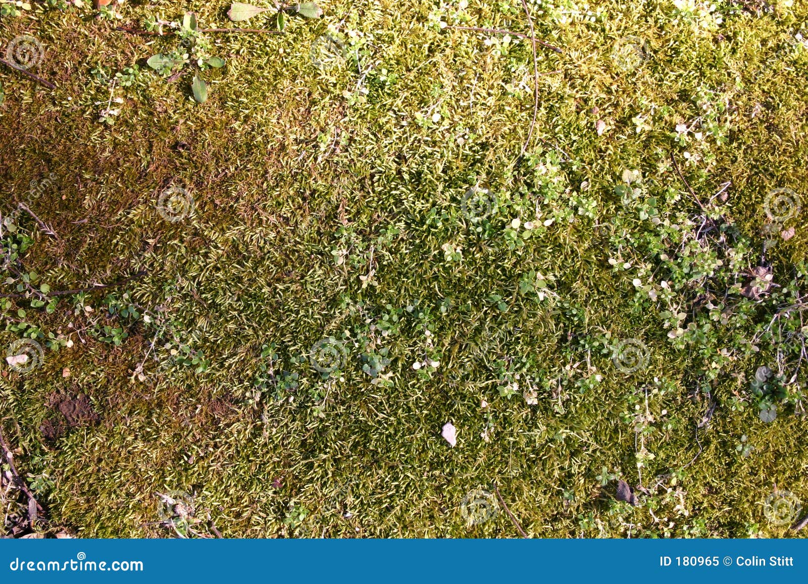 Mossy Ground Cover Picture. Image: 180965