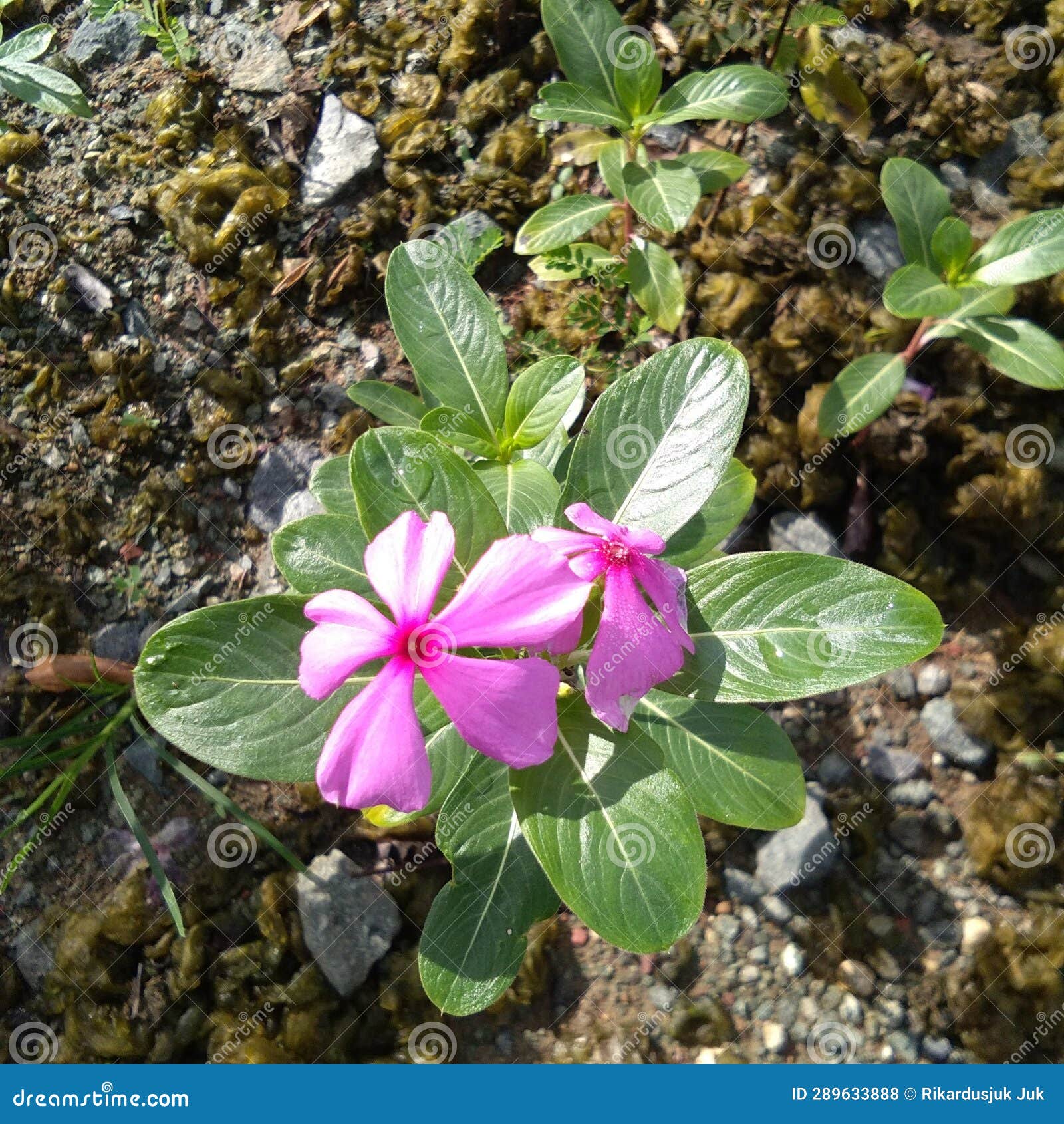 Mossy Ground Covered with Pink Flowers Stock Photo - Image of ground ...
