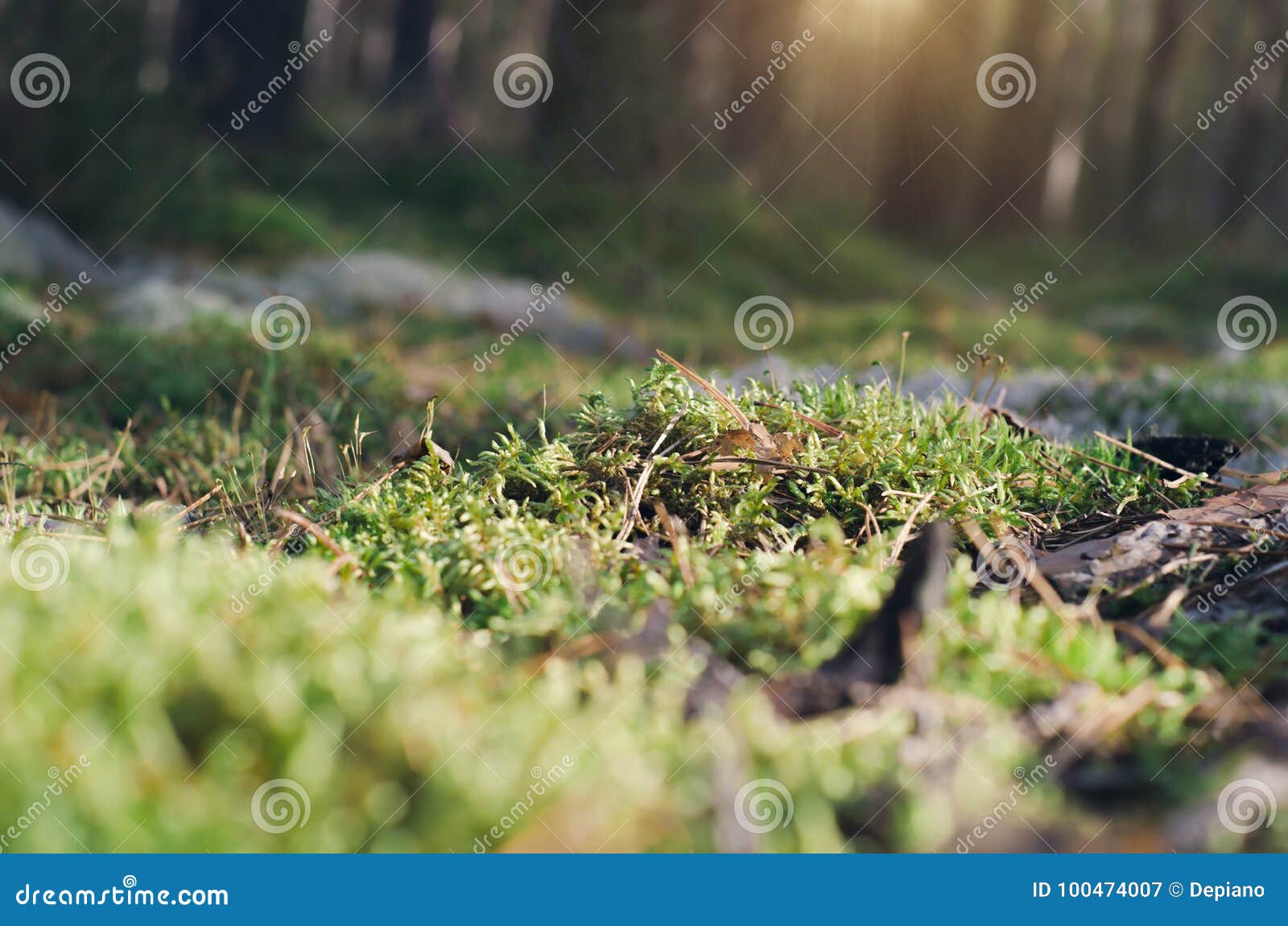 Mossy ground in forest stock image. Image of bright - 100474007