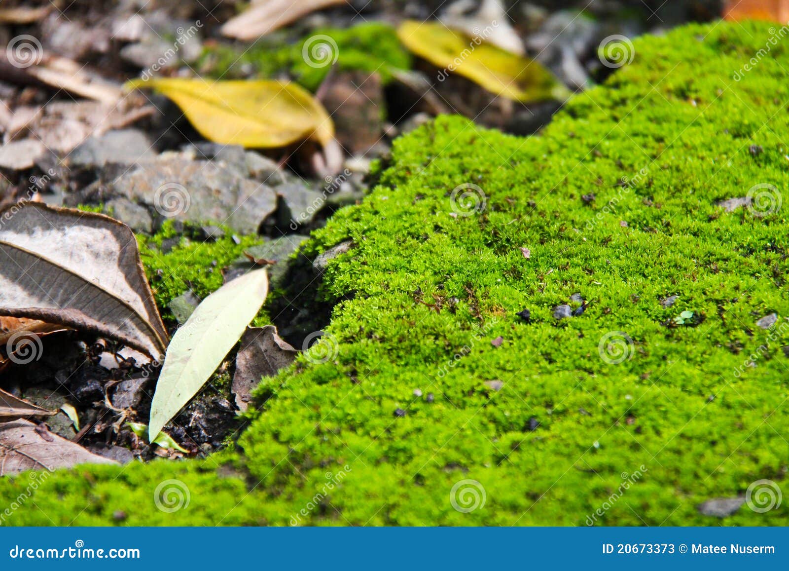 Mossy Ground in National Park in Thailand Stock Image - Image of moss ...