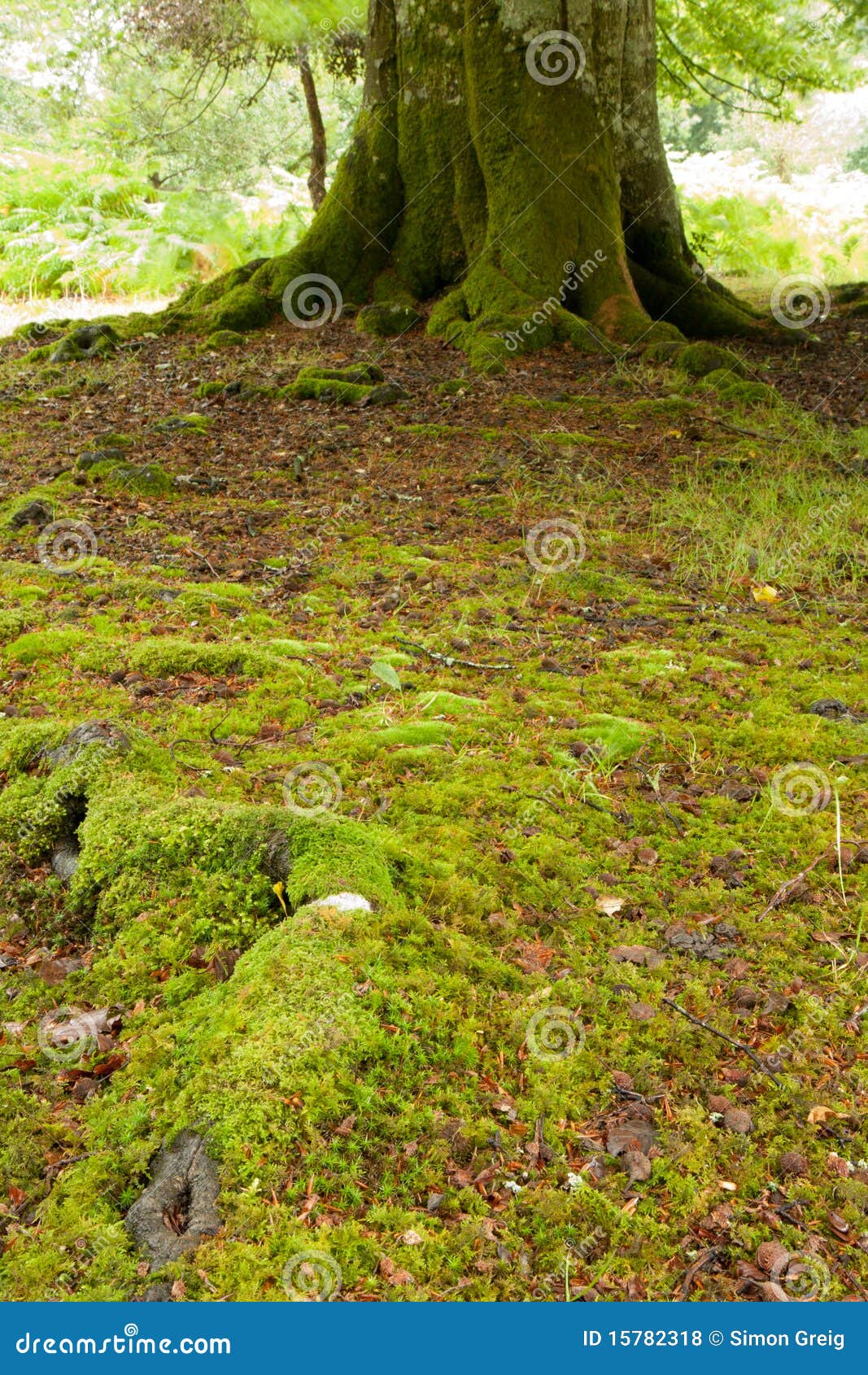 Mossy Ground with Tree Trunk Stock Photo - Image of overgrown, nature ...