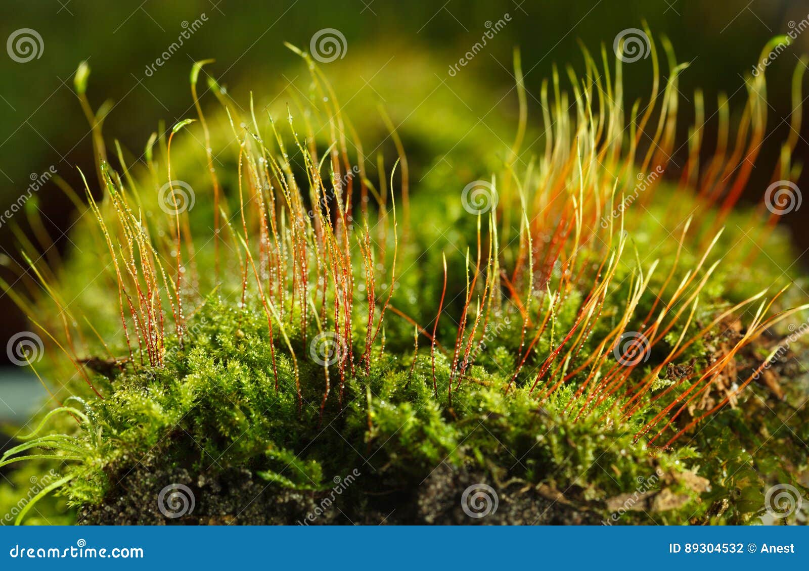 Mossy hummock stock photo. Image of haircap, detail, lush - 89304532