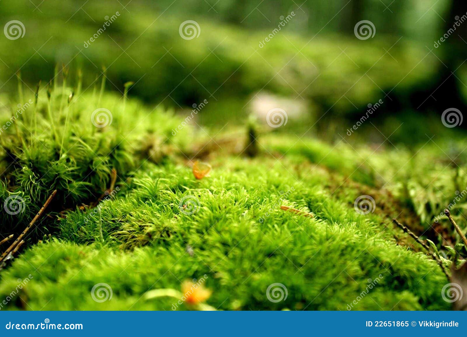 A Mossy Knoll stock image. Image of natural, forest, knoll - 22651865
