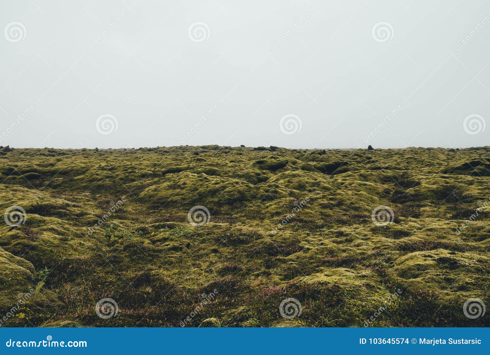 Mossy Landscape in Iceland stock photo. Image of landscape - 103645574