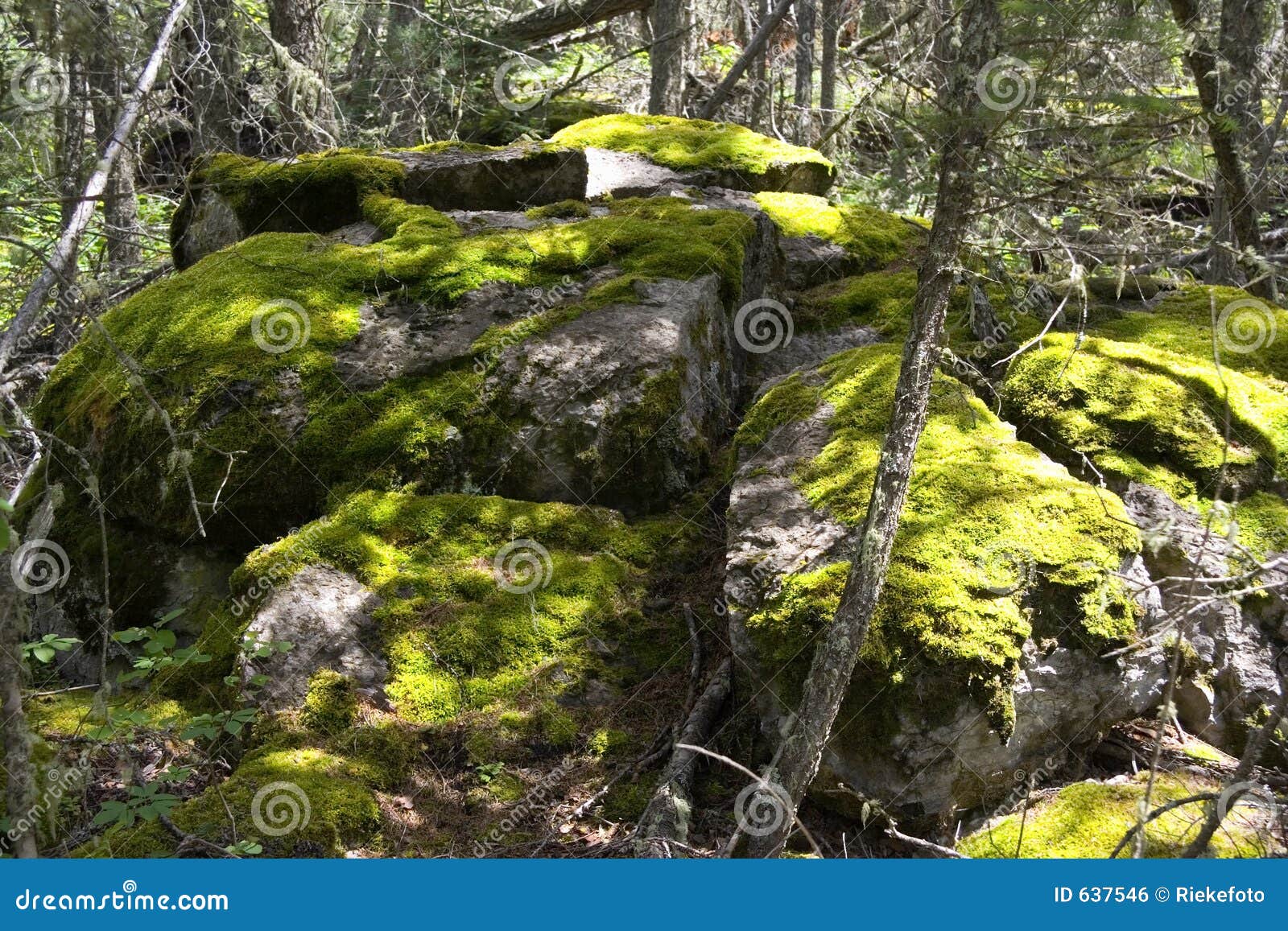 Mossy Large Rocks in a Magic Forest Stock Photo - Image of period ...