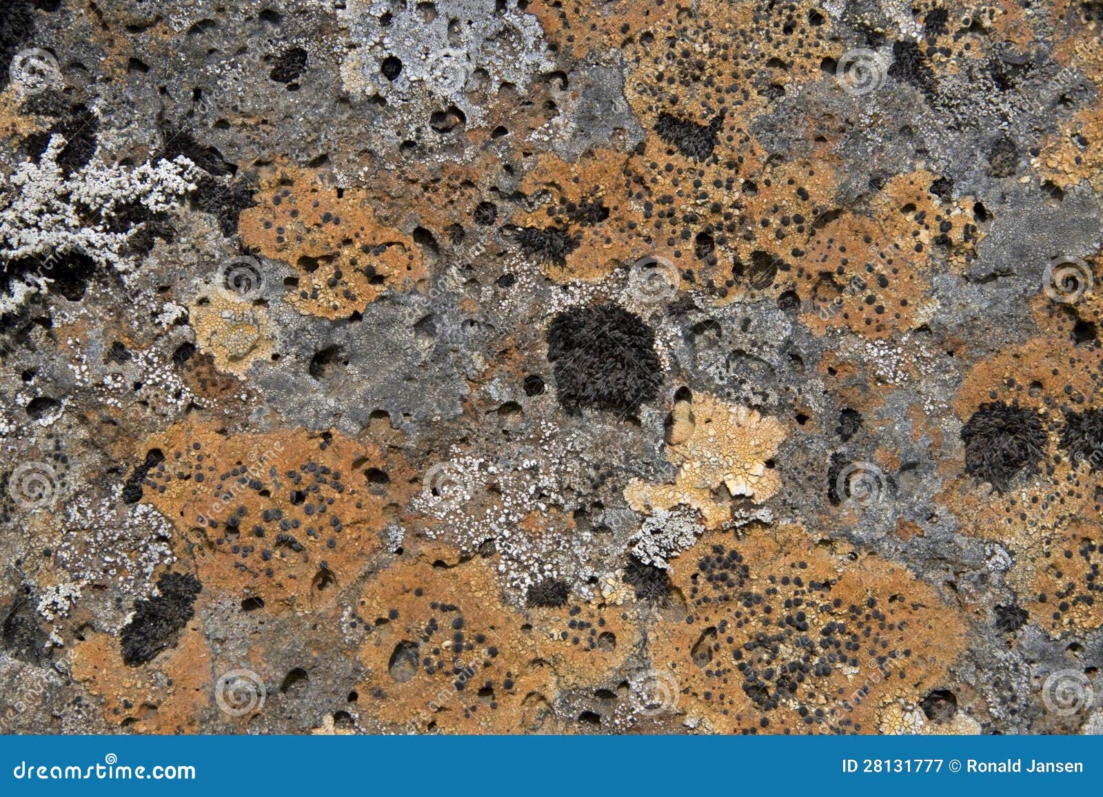 Mossy lava rock stock image. Image of plant, rock, colors - 28131777