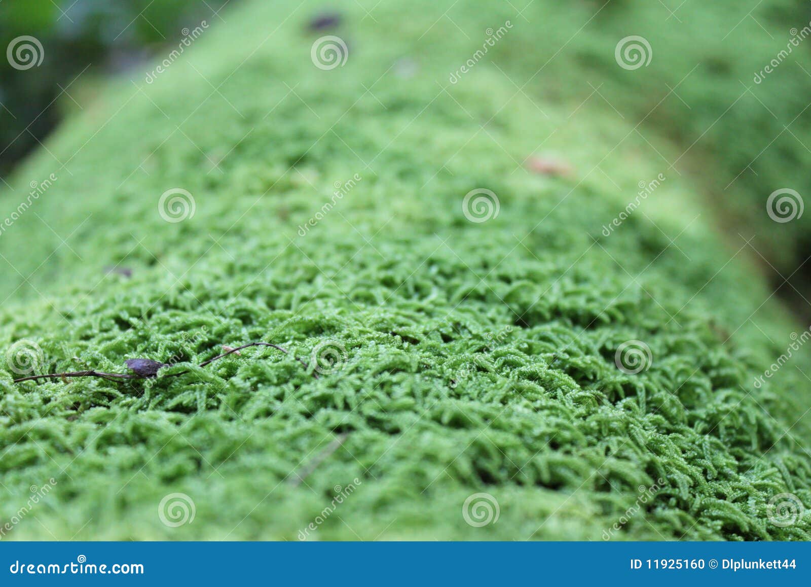 Mossy Log stock photo. Image of valley, forest, woods - 11925160