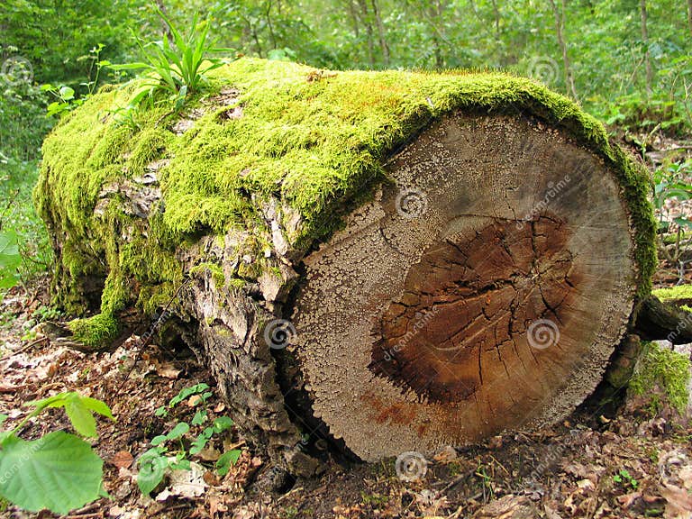 Mossy log stock image. Image of trunk, wood, mystery, ancient - 290593