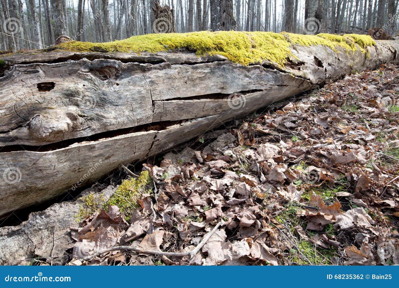 Mossy Log stock photo. Image of fallen, mossy, national - 68235362