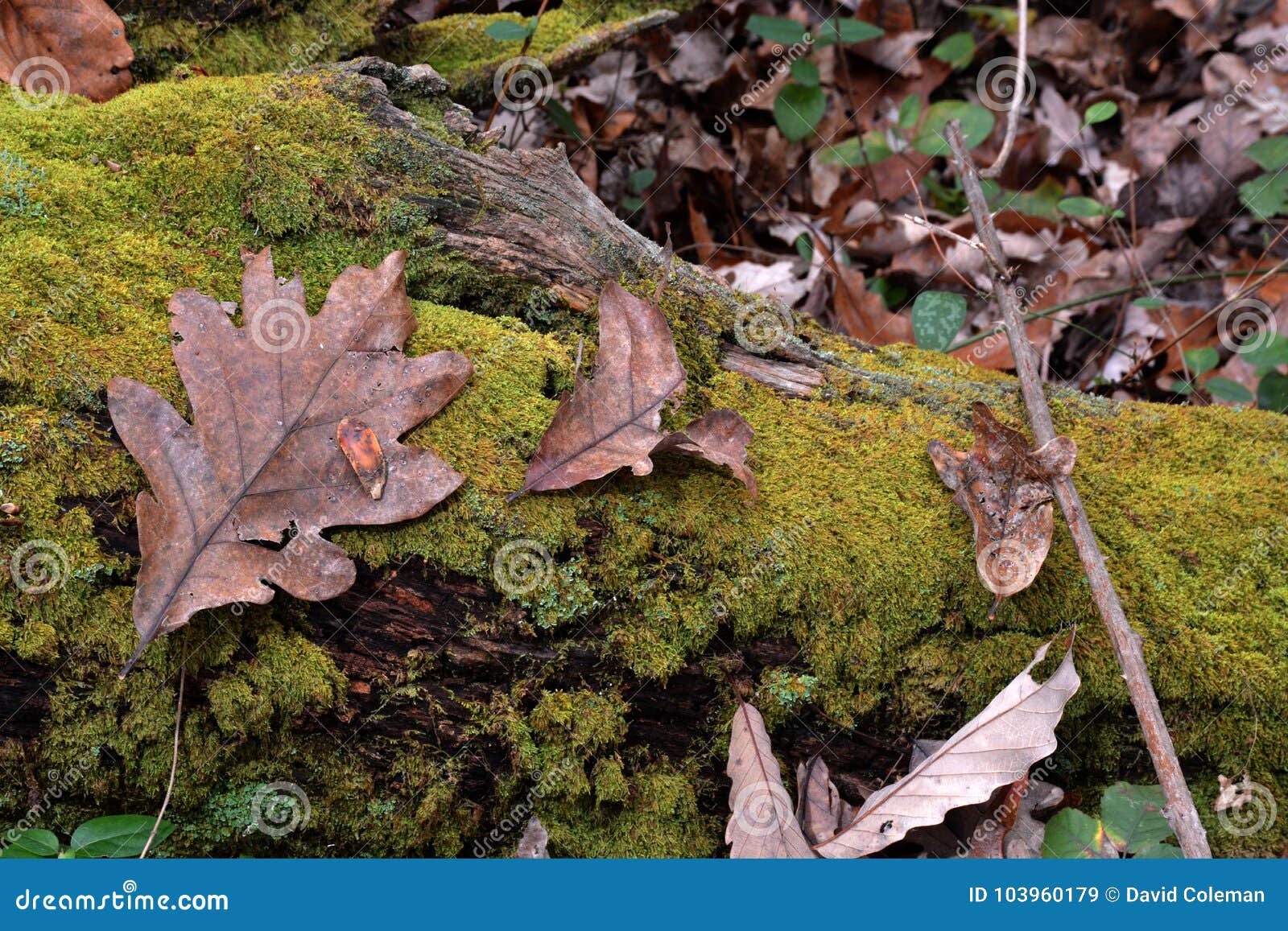 Leaves and moss stock image. Image of detail, dead, texture - 103960179