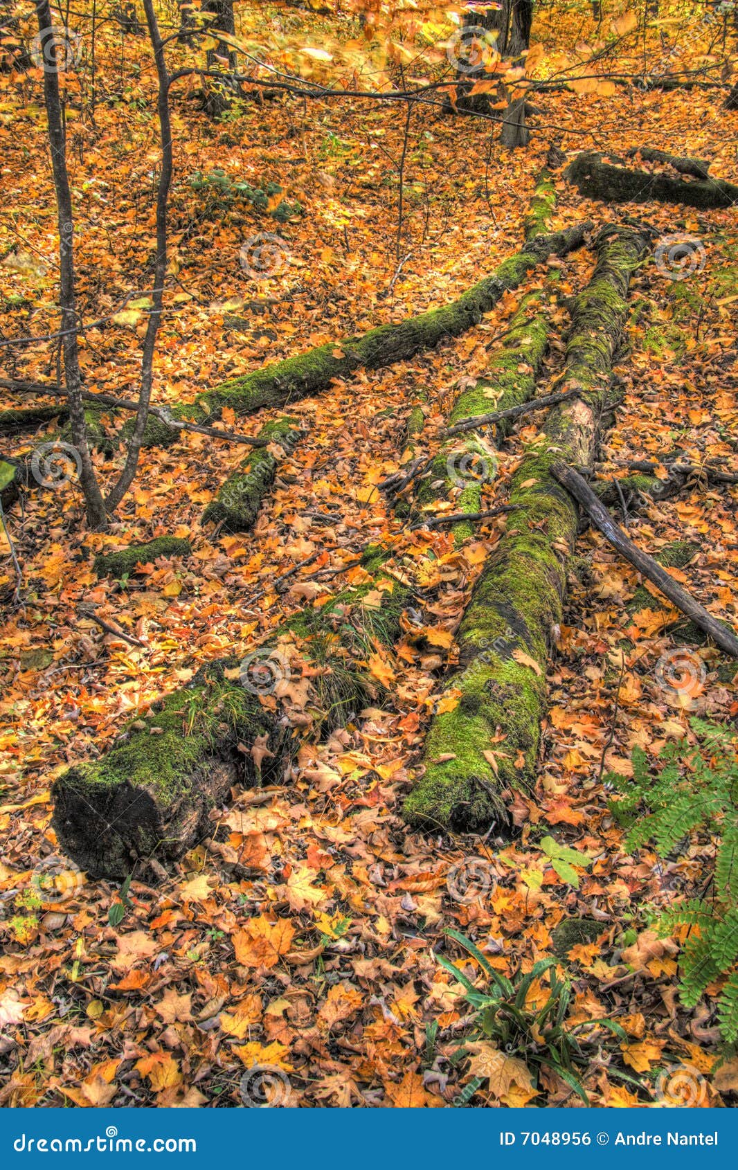 Mossy Log in HDR stock photo. Image of forest, leaves - 7048956