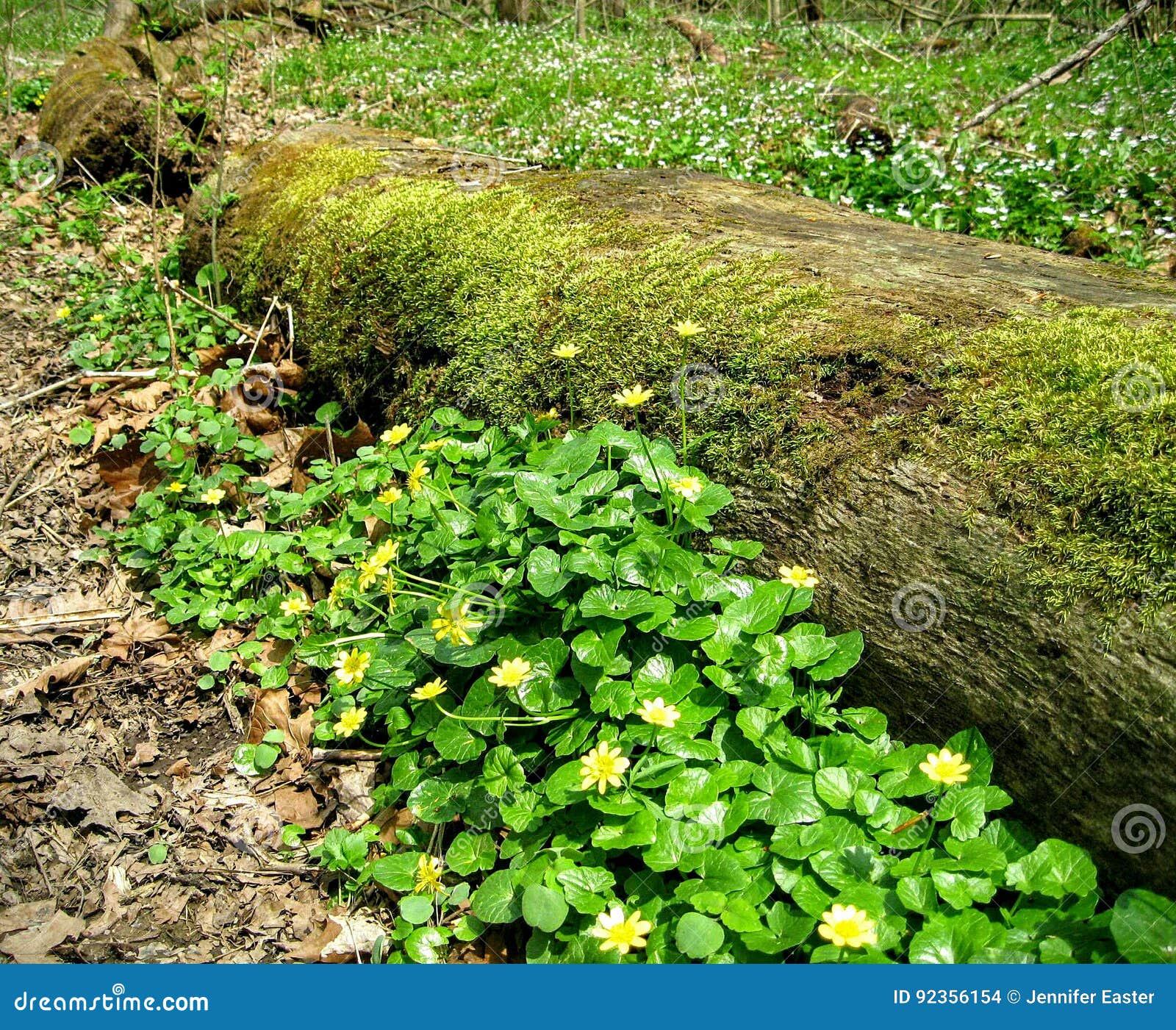 Mossy log stock photo. Image of covered, mossy, scene - 92356154