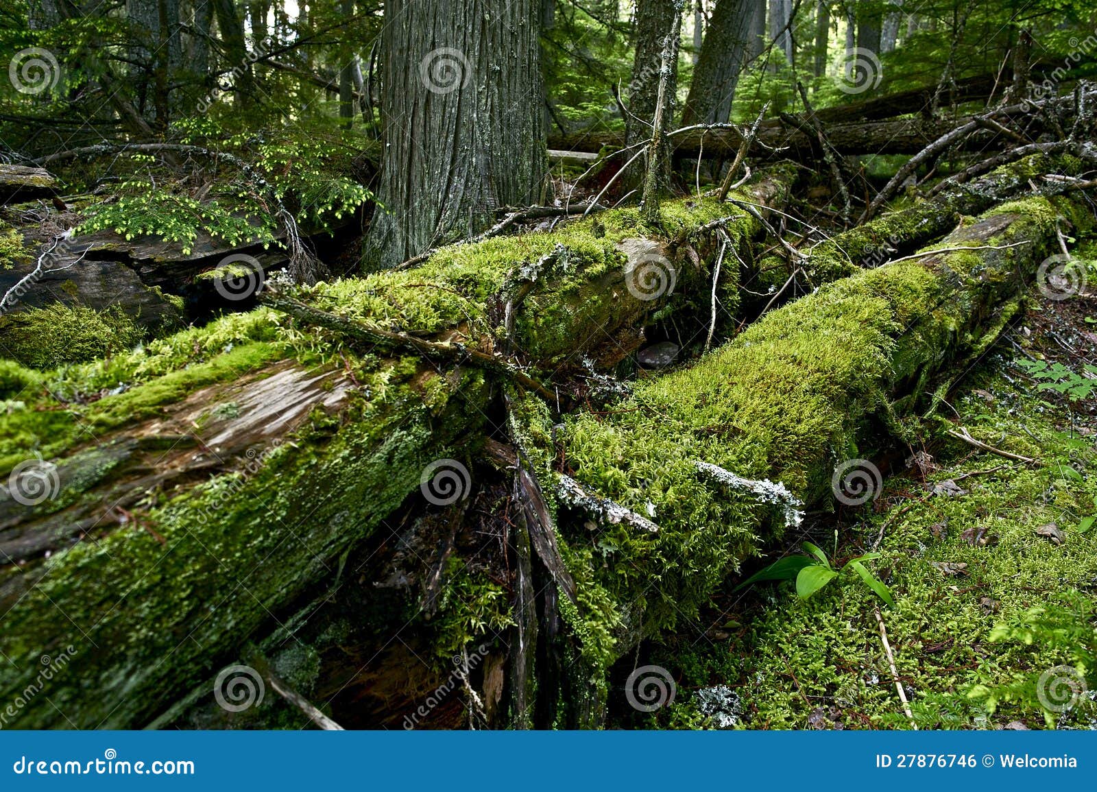 Mossy Logs stock photo. Image of flow, horizontal, moss - 27876746