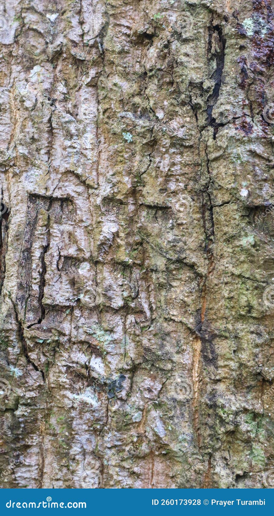 Mossy and Moldy Bark on a Tree As a Background Stock Photo - Image of ...