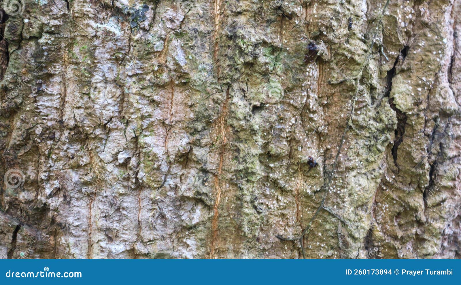 Mossy and Moldy Bark on a Tree As a Background Stock Photo - Image of ...