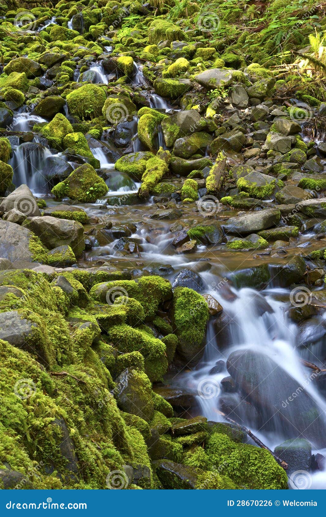 Mossy Mountain Stream stock photo. Image of flowing, closeup - 28670226