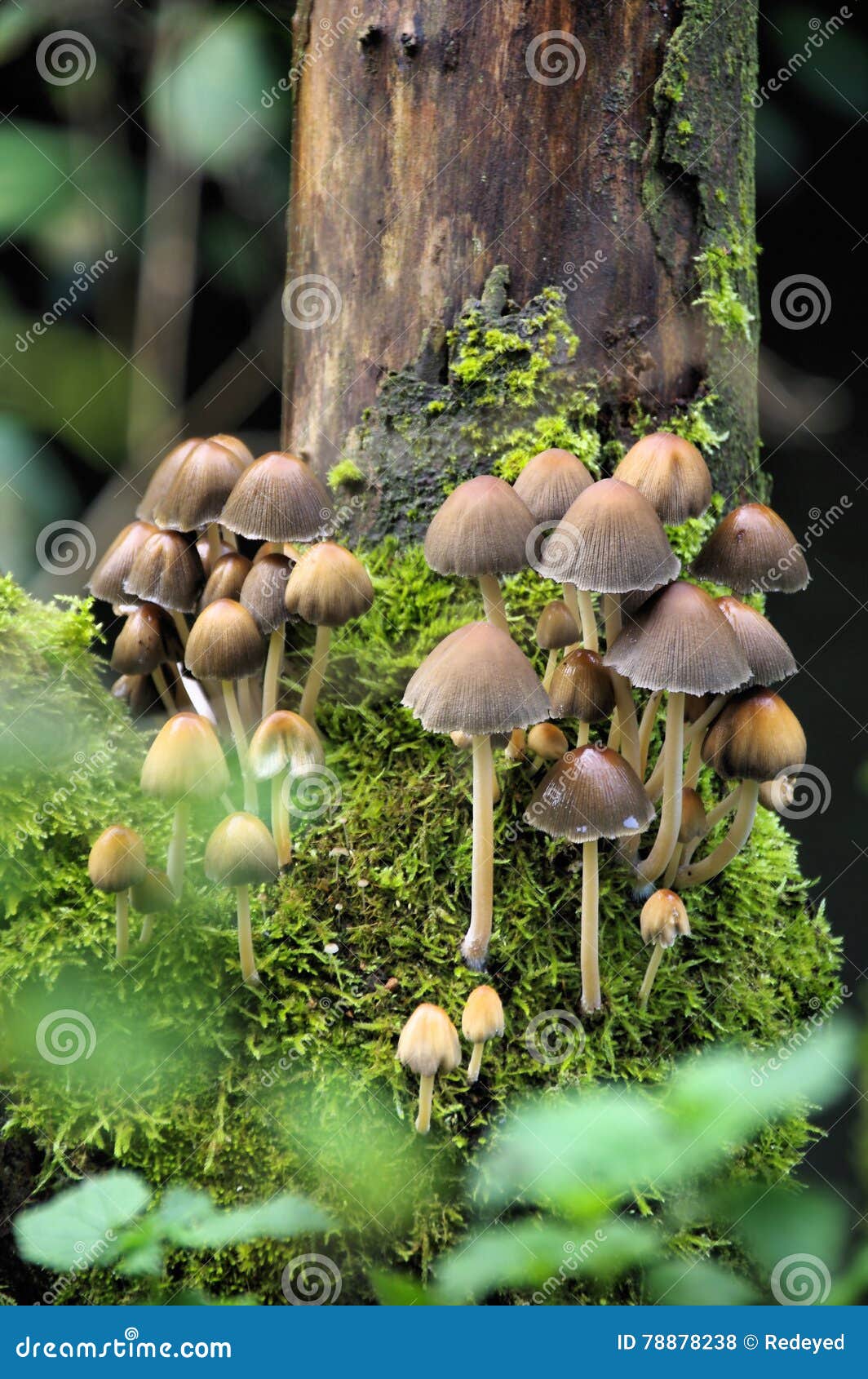 Mossy Mushrooms stock photo. Image of tree, toadstools - 78878238
