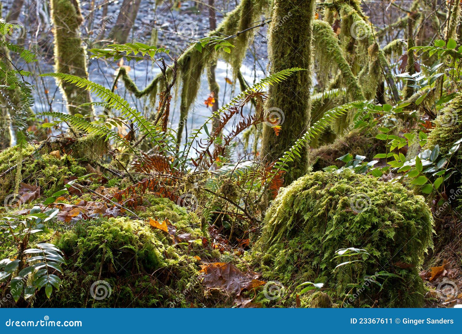 Mossy Mystical Forest Scene Stock Image - Image of shade, plants: 23367611