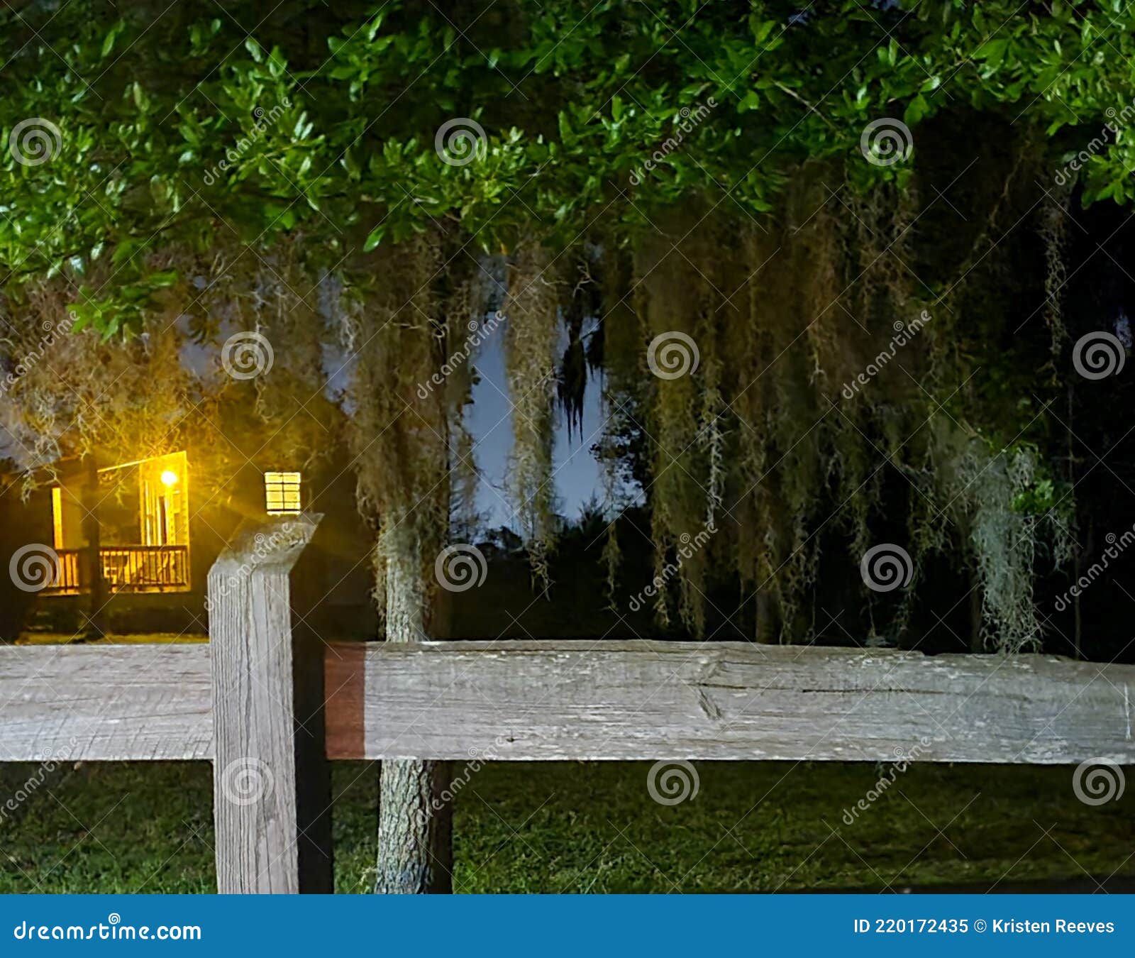 Mossy night ðŸŒ™ stock image. Image of green, night - 220172435