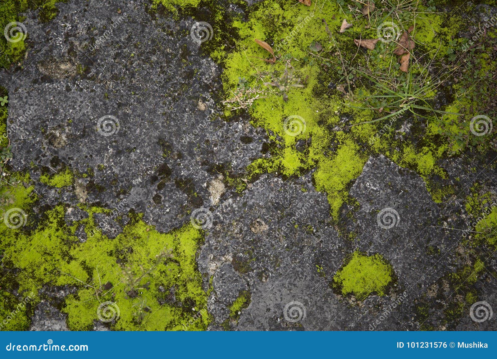 Mossy Old Rough Stone Surface Texture Stock Photo - Image of shabby ...