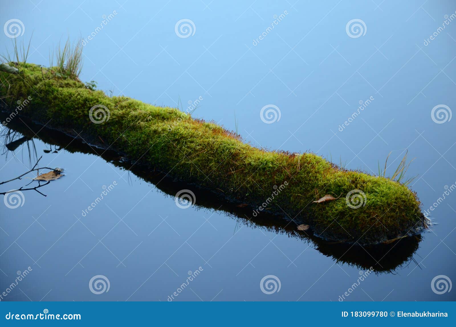 Mossy Old Wood Log Floating in the Water Stock Photo - Image of season ...