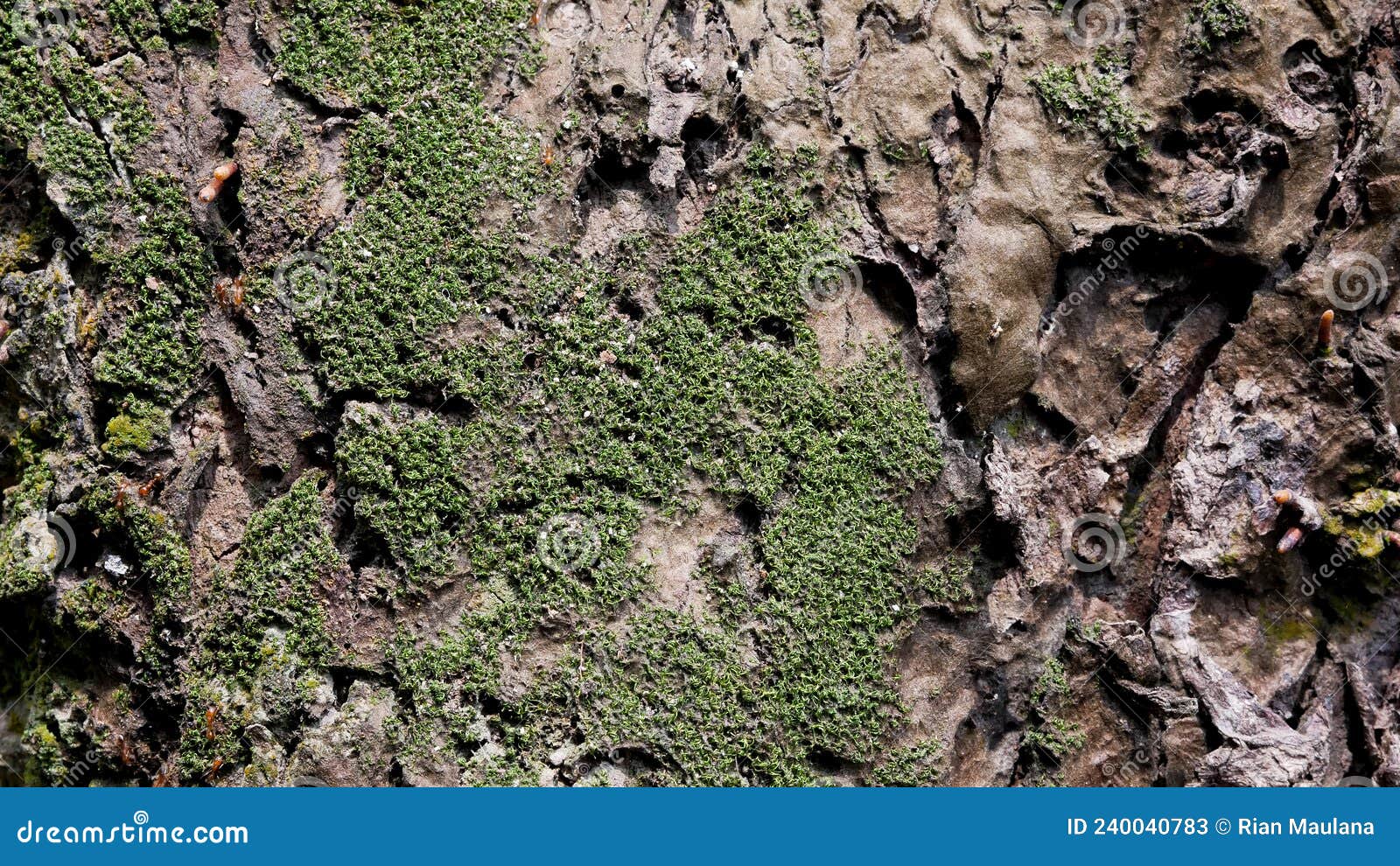 Mossy Old Wood Surface Texture Stock Image - Image of pattern, people ...