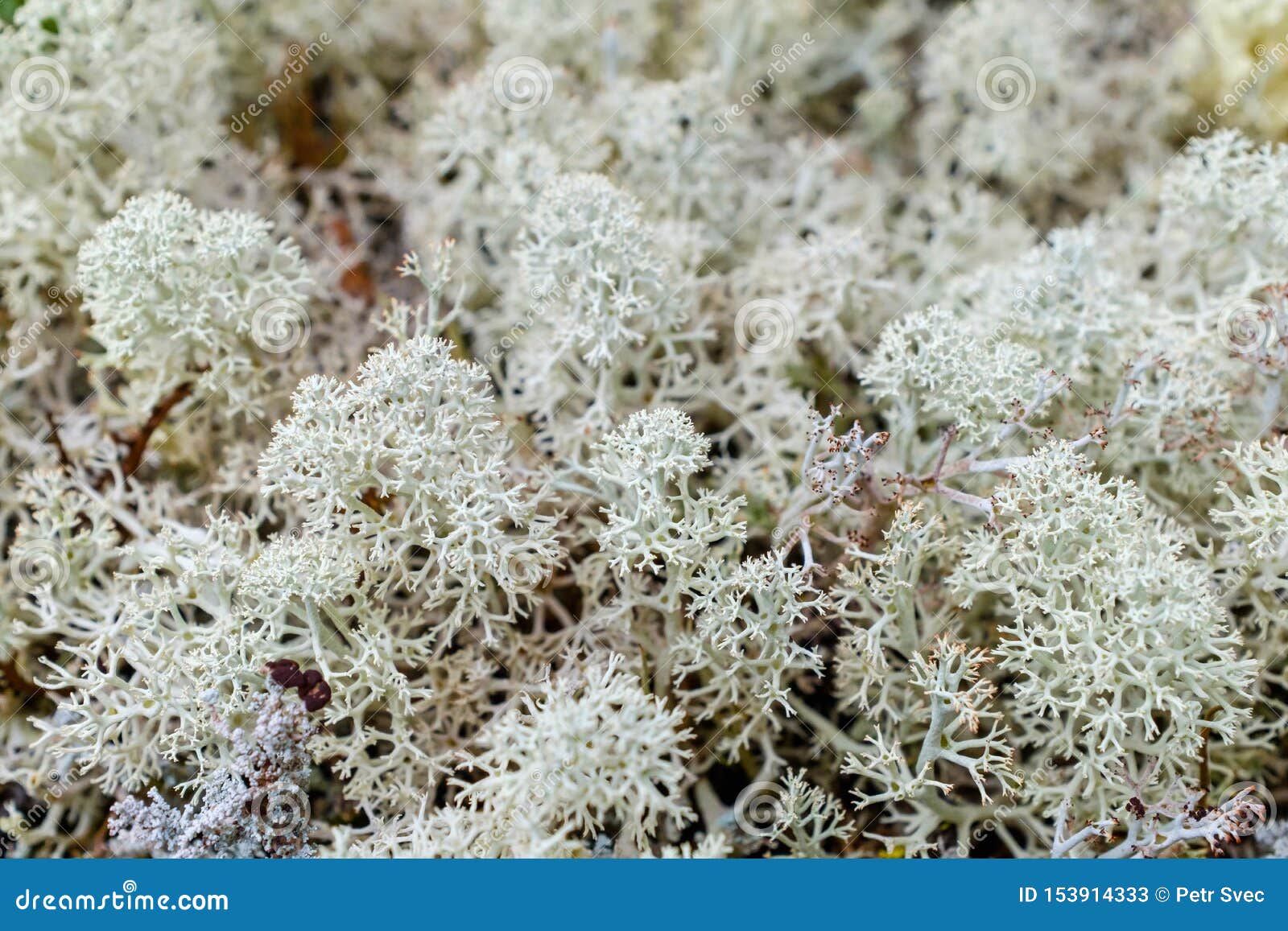 Mossy patch stock image. Image of area, surface, outdoors - 153914333